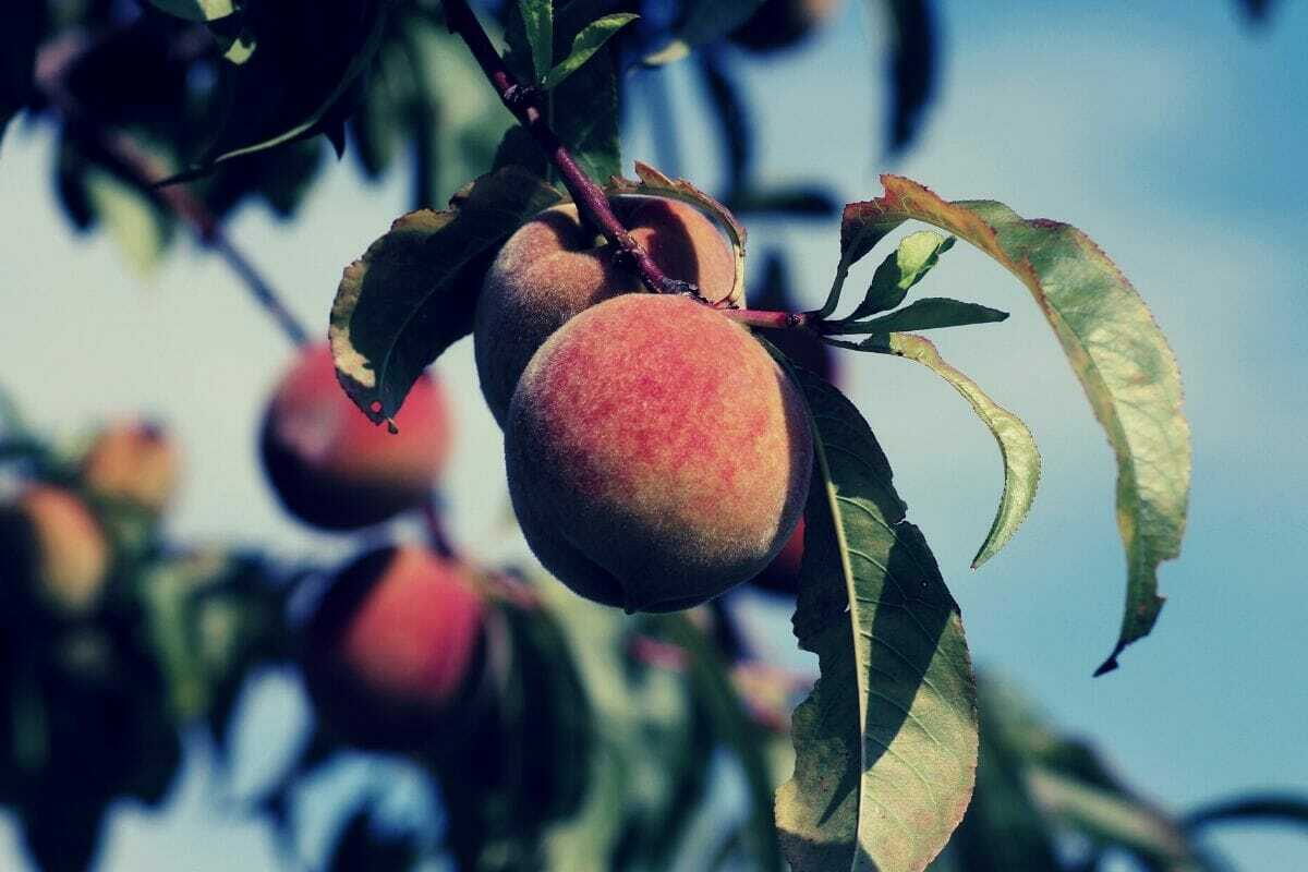 Alguna vez tuve un duraznero » Tomate Rojo.cl